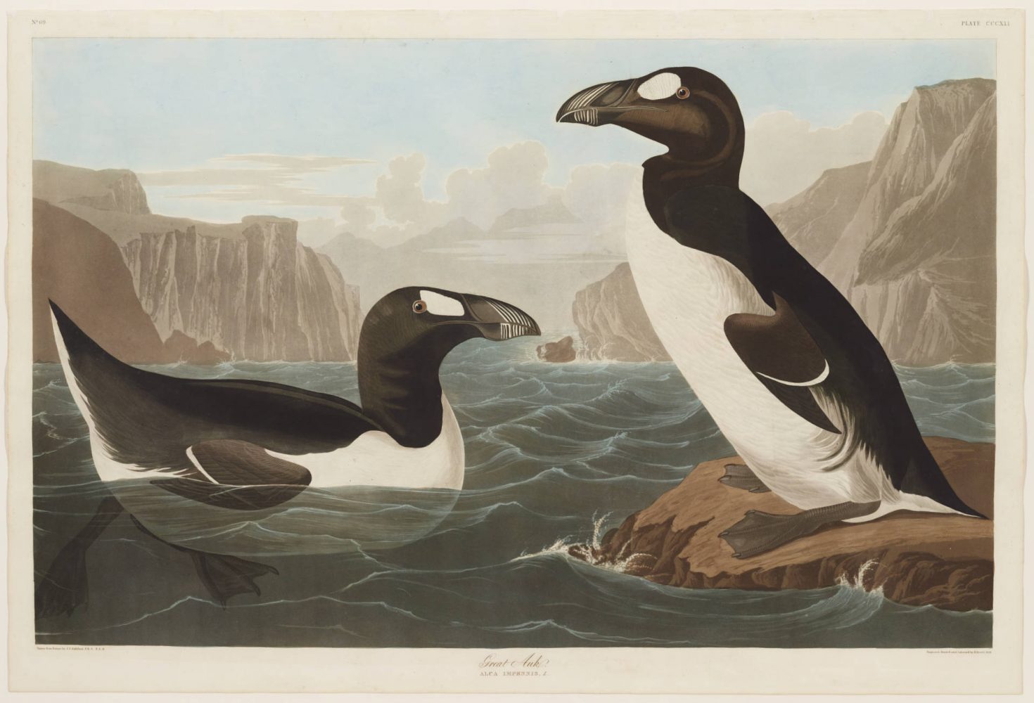 The Great Auk - UMN Libraries News & Events