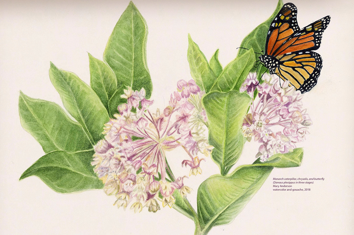 Flora and Fauna Illustrata - UMN Libraries News & Events